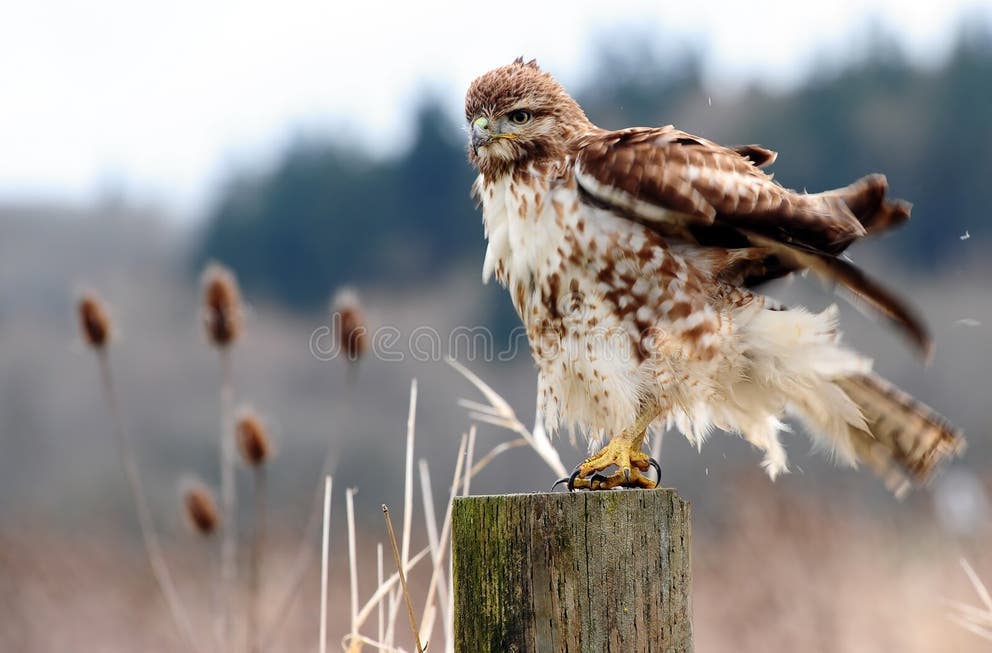 Hawk bad hair day stock image. Image of predator, post - 6003485