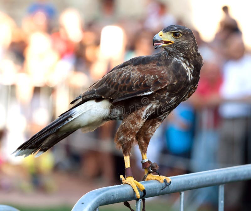Top View Of The Crowd With Focus On A Single Person Stock Image - Image ...