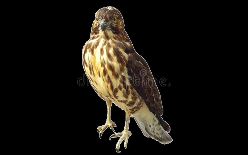 Hawk, Beak, Bird, Bird Of Prey Picture. Image: 100725760