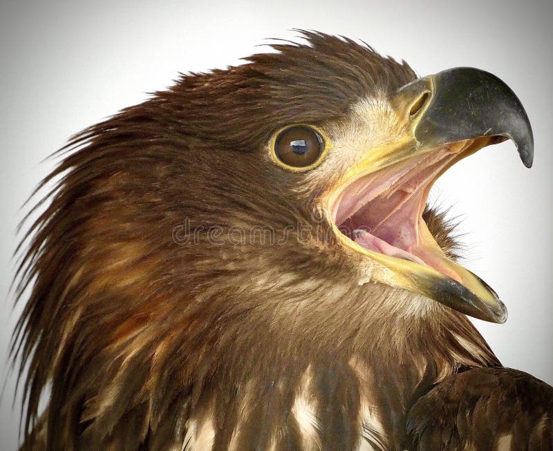 Hawk stock photo. Image of hawk, open, beak, eyes, clear - 279803738