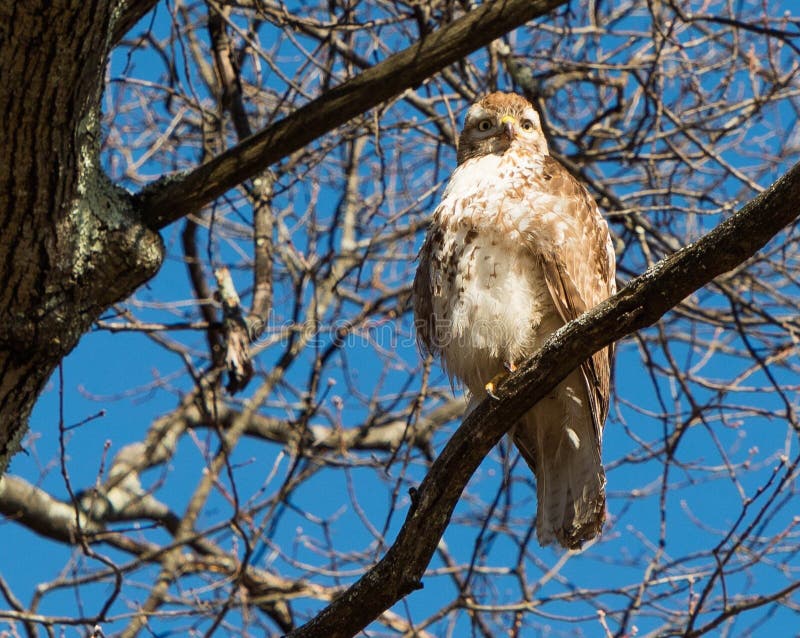 Hawk stock photo. Image of nature, hawk, camera, wildlife - 88815146