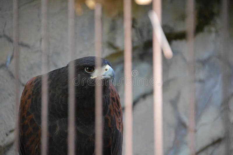 Hawk Behind Bars stock image. Image of cage, dangerous - 95244711