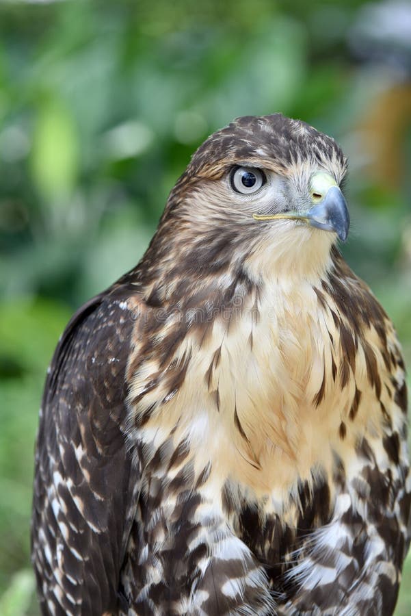 Hawk stock image. Image of profile, stare, nature, rare - 49636529