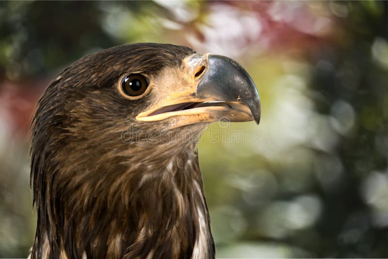 Hawk stock photo. Image of hawk, bird, brown, eagle, wildlife - 61560300