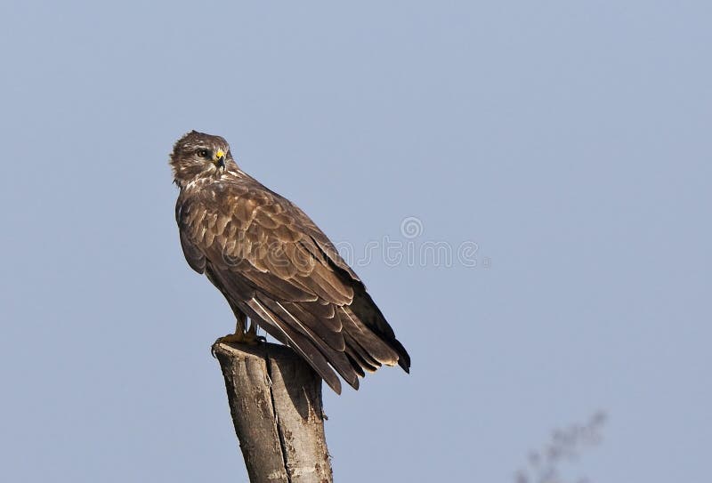 Hawk Bird in Flight, Hunting for Food, Rural Turkey Stock Image - Image ...