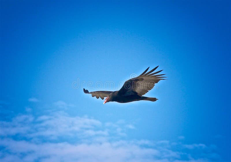 Hawk bird flying sky stock photo. Image of bird, flying - 134820790