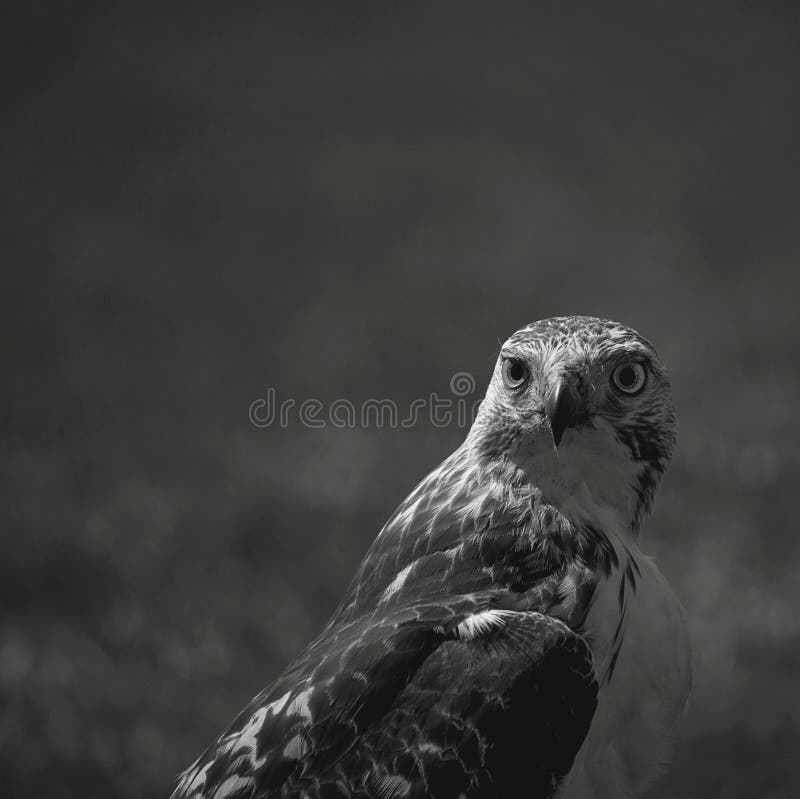 Hawk Bird Looking Over Shoulder Stock Image - Image of looks, prey ...