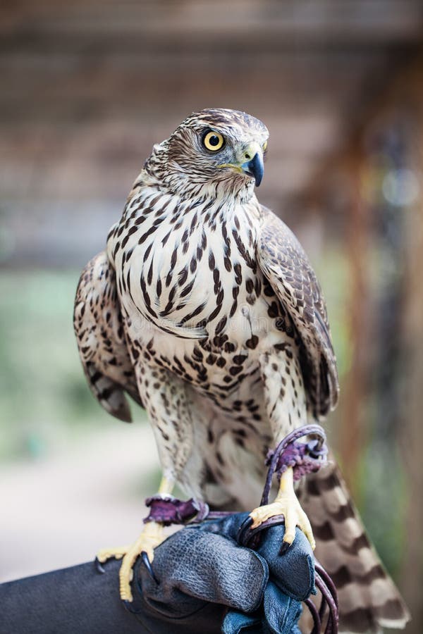 Hawk Bird Outdoors on Human Hand Stock Image - Image of animal ...