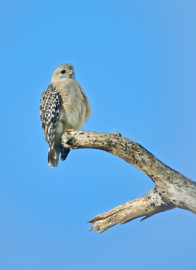 Hawk Bird Perch Dead Tree Florida Stock Photo - Image of bird, florida ...