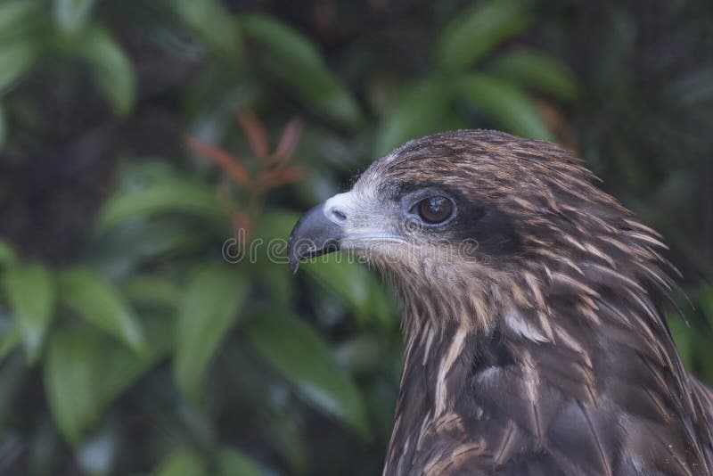 Hawk stock photo. Image of gaze, hawk, intense, flight - 77479444