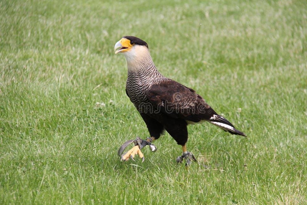Hawk stock image. Image of parched, beak, ground, cracks - 48902919
