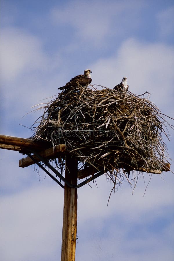 Hawk stock photo. Image of profile, predator, tailed - 49027028