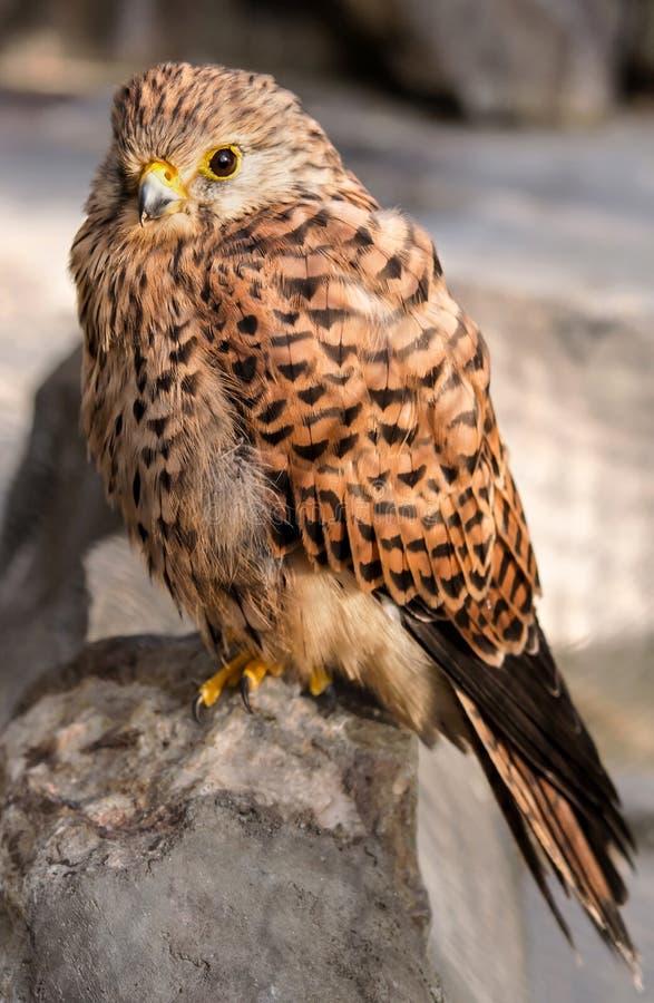 Hawk bird stock image. Image of raptor, prey, face, talon - 45605113