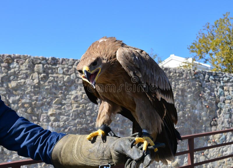 Hawk on bird trainer hand stock image. Image of flying - 78840107