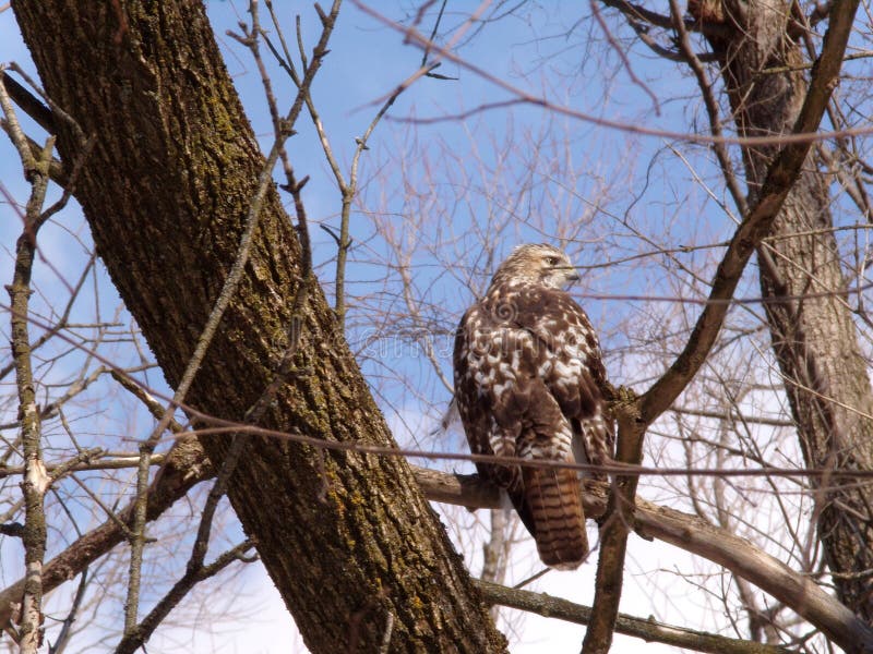 Hawk Bird stock photo. Image of beak, animal, nature - 270596030