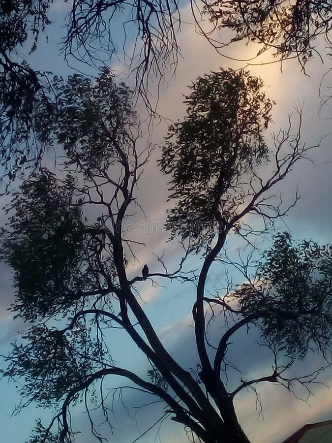 Hawk bird tree sky stock image. Image of bird, tree - 146255497