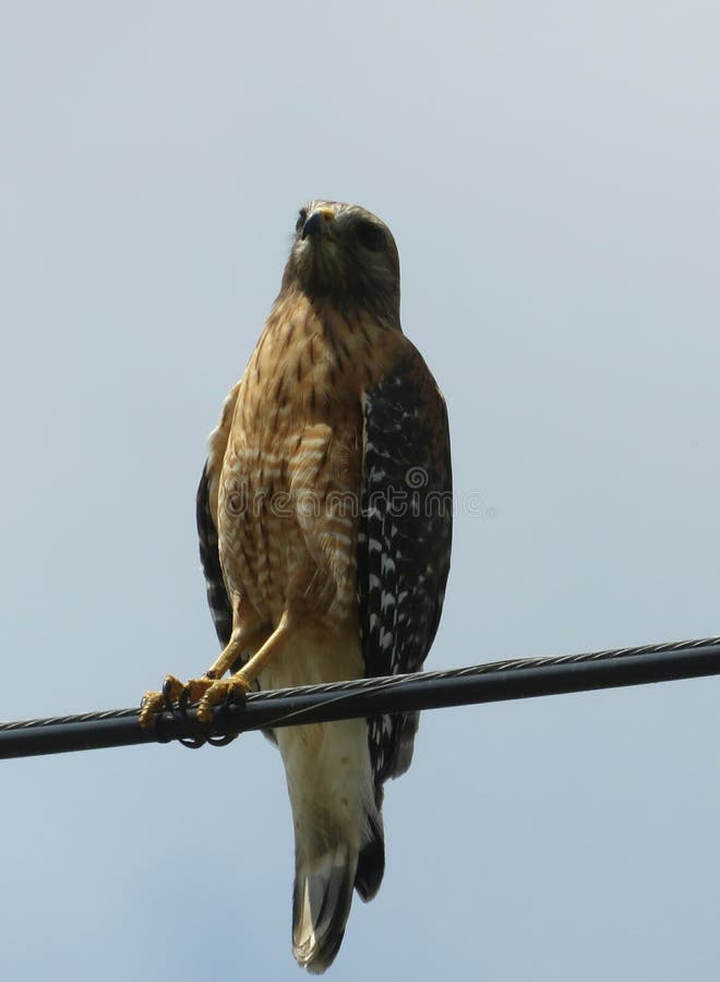 Hawk on Blue Sky Background, Closeup Stock Image - Image of bright ...
