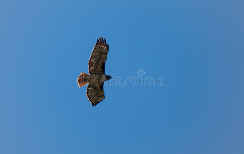 Hawk in the Blue Sky with Wings Spread Wide Stock Image - Image of ...