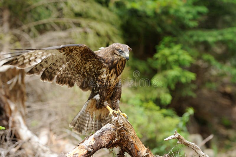 Hawk stock image. Image of nature, wings, hawk, spiritual - 32394835
