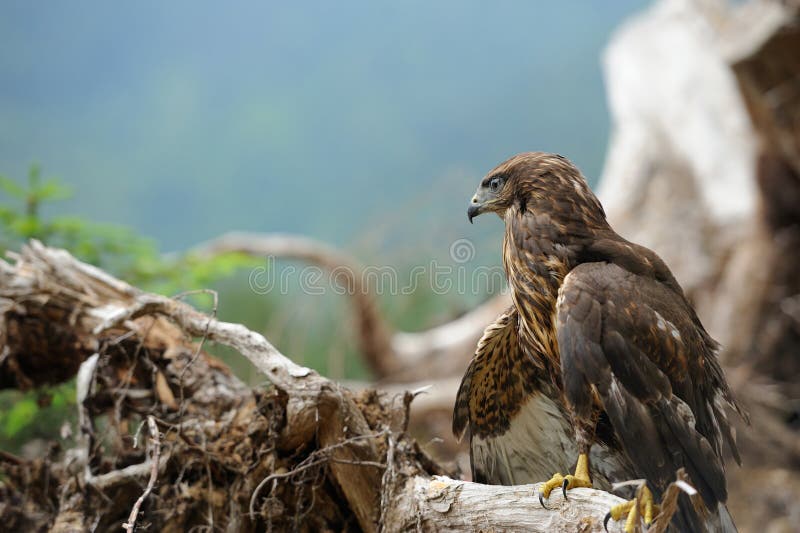 Hawk stock image. Image of branch, bald, hawk, forest - 32549471