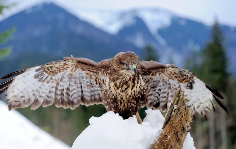 Hawk stock image. Image of branch, mountain, eagle, forest - 37505587