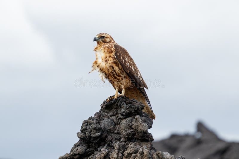 Hawk on Branch Galapagos Ecuador. Stock Photo - Image of wild, raptor ...