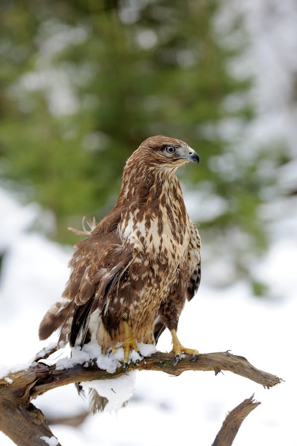 Hawk stock photo. Image of bird, portrait, mountain, predator - 36491018
