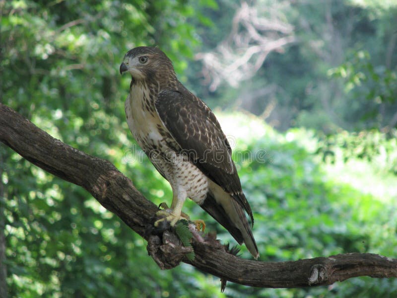 Hawk on branch stock photo. Image of hawk, raptor, feathers - 86668942