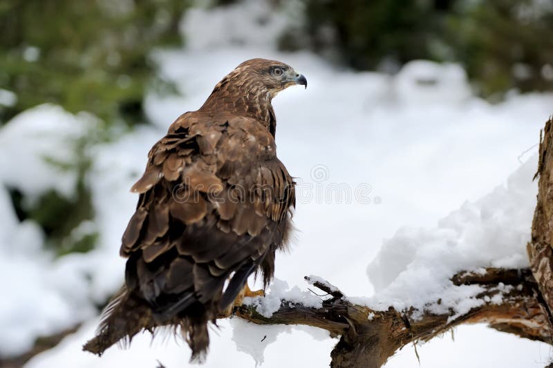 Hawk on a branch stock image. Image of portrait, bird - 46060285