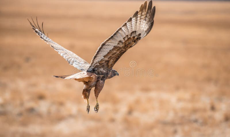 Hawk stock photo. Image of flight, wildlife, tailed, blue - 80809980