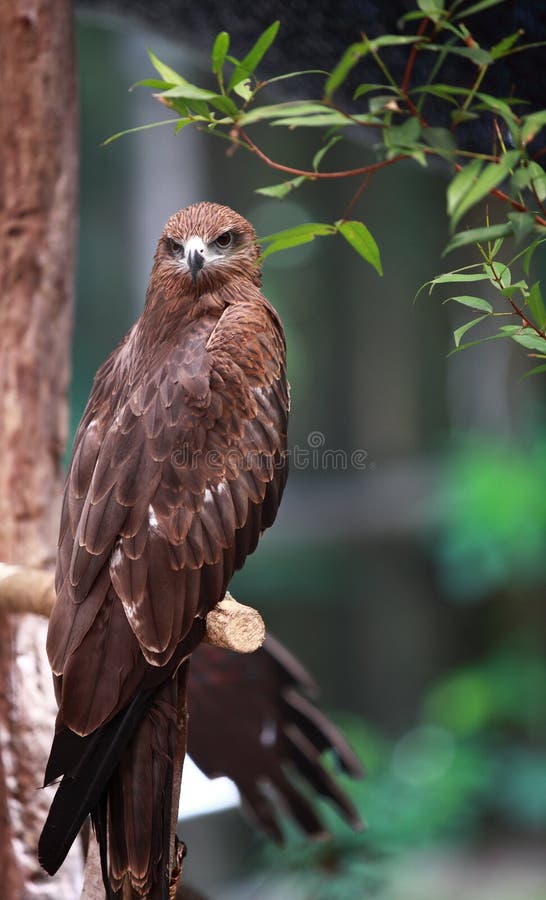 Hawk stock image. Image of falcon, plumage, perched, endangered - 41936519