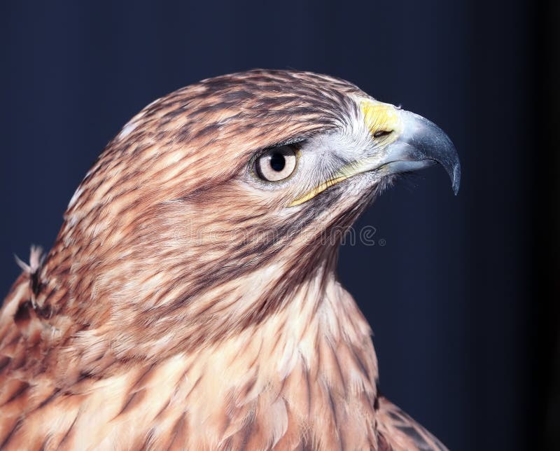 Hawk Buteo Close-up at Red and Blue Tones Stock Image - Image of ...