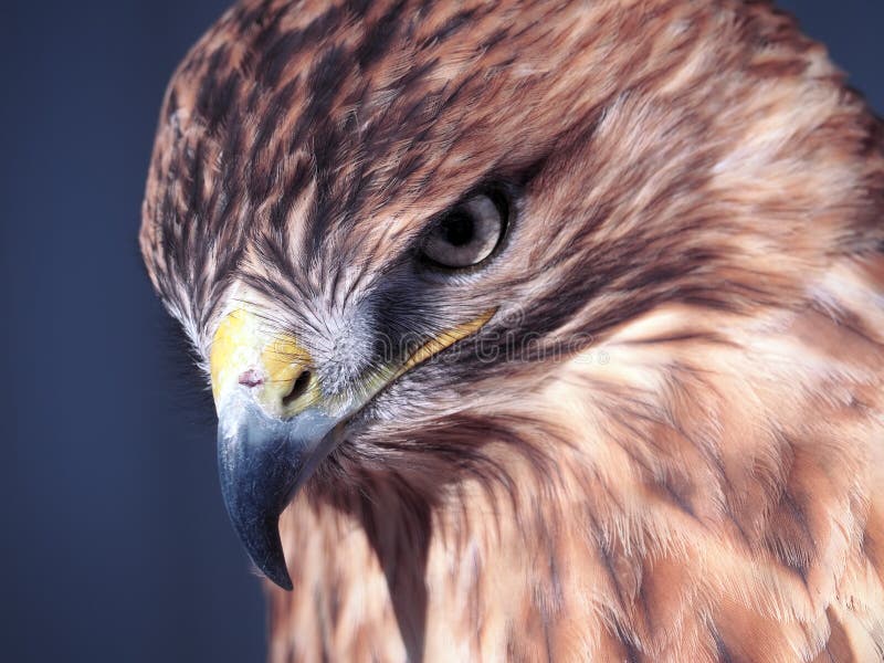 Hawk Buteo Close-up at the Red and Blue Tones Looking Down Stock Photo ...