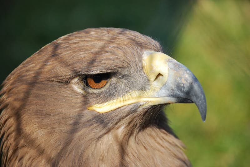 Hawk in Cage_2 stock image. Image of accipitridae, falcon - 8144669