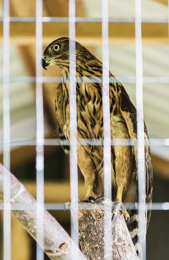 Hawk stock photo. Image of nebralaquo, cage, bird, hawk - 93178944