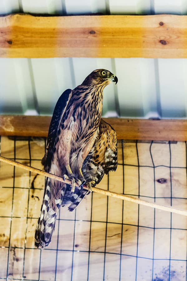 Hawk stock photo. Image of wing, cage, fauna, beak, reafrac34 - 93179002