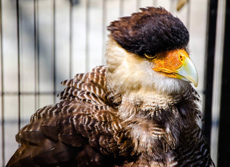 Hawk in Cage stock image. Image of face, eyes, prey, expression - 32890741