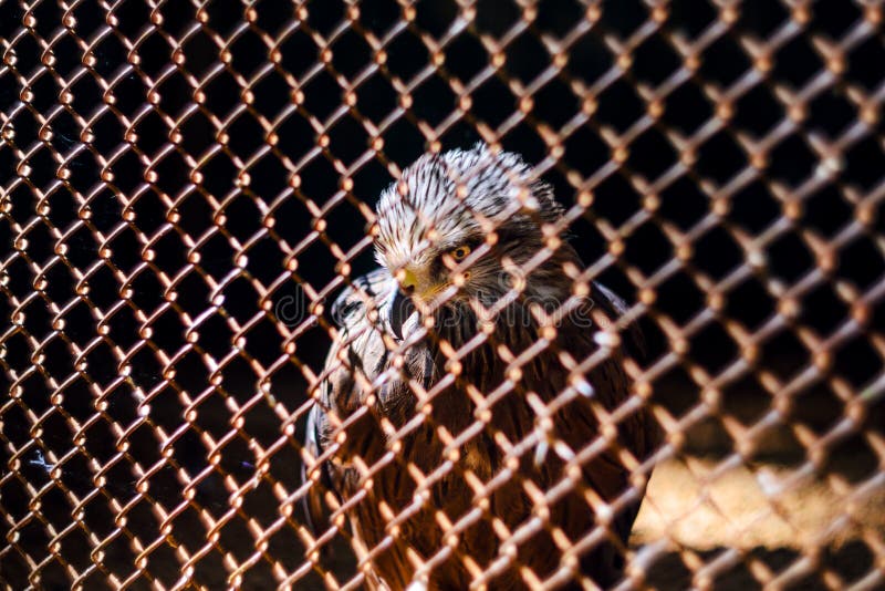 Hawk in the Cage of the Zoo. Bird of Prey Stock Image - Image of cage ...