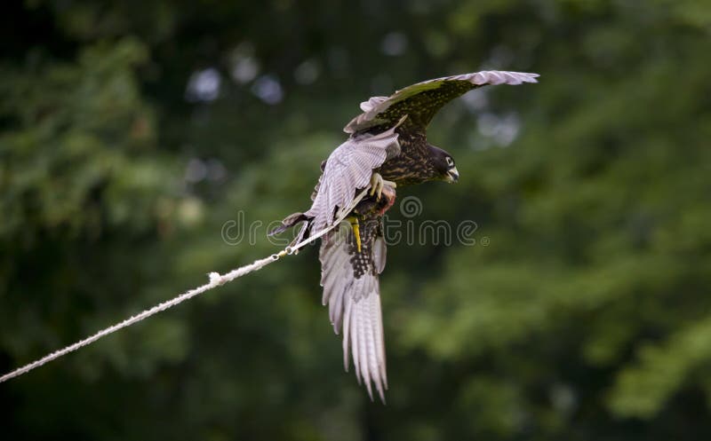 Hawk catching meat stock image. Image of eagle, feathered - 25602159