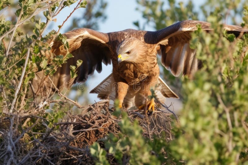 Hawk Circling Above a Rabbit Hiding in a Bush Stock Image - Image of ...