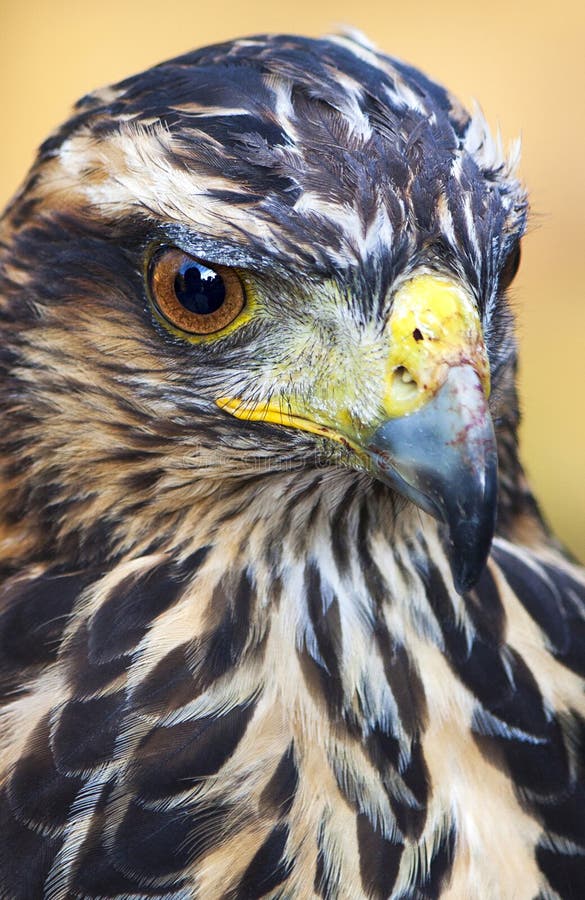 Falcon with its beak open stock photo. Image of feather - 42194924