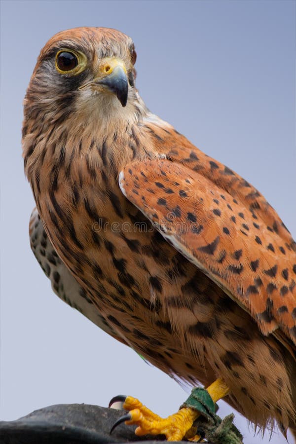 Hawk stock image. Image of raptor, stare, wildlife, bill - 47514743