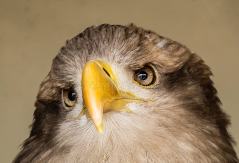 Hawk stock image. Image of closeup, eyes, beautiful - 279605431