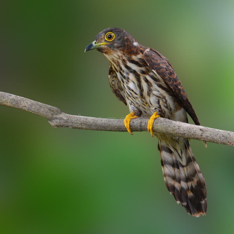 Hawk Cuckoo Bird Van Hodgson Stock Foto - Image of altijdgroen, kroon ...