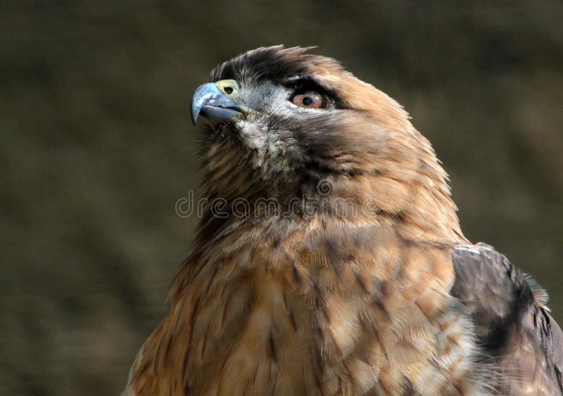 1,188 Yellow Tail Hawk Stock Photos - Free & Royalty-Free Stock Photos ...