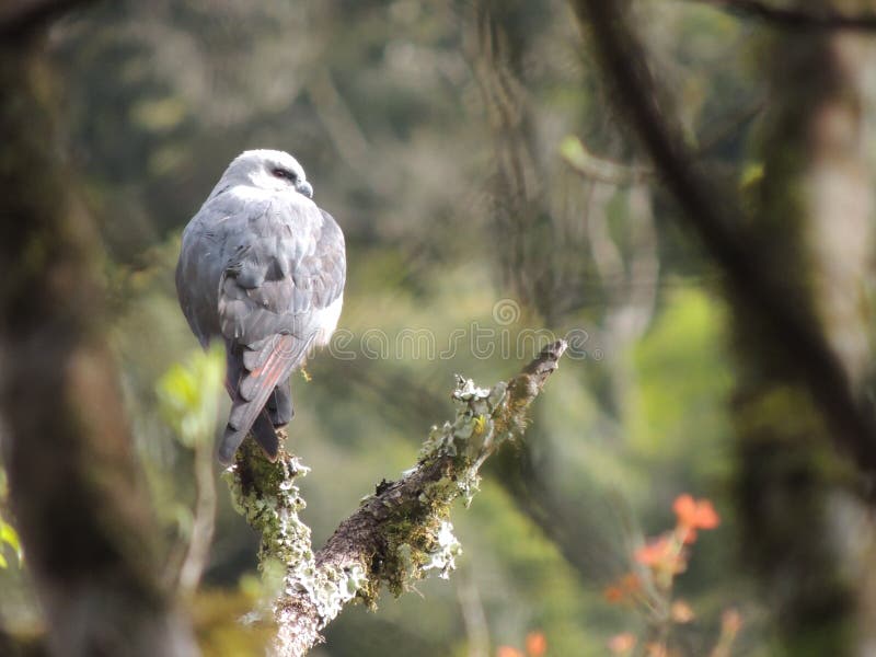 Hawk dove stock photo. Image of brazil, perched, details - 92836878