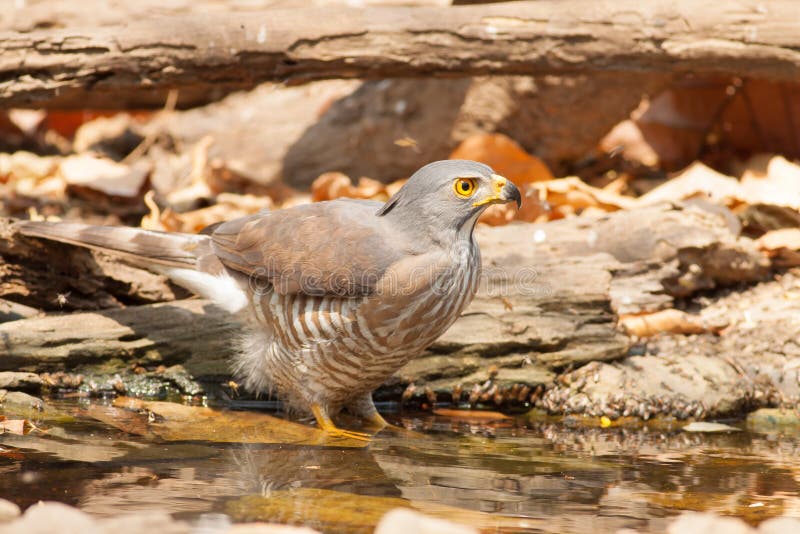 The hawk drink water stock photo. Image of animal, forest - 68862512