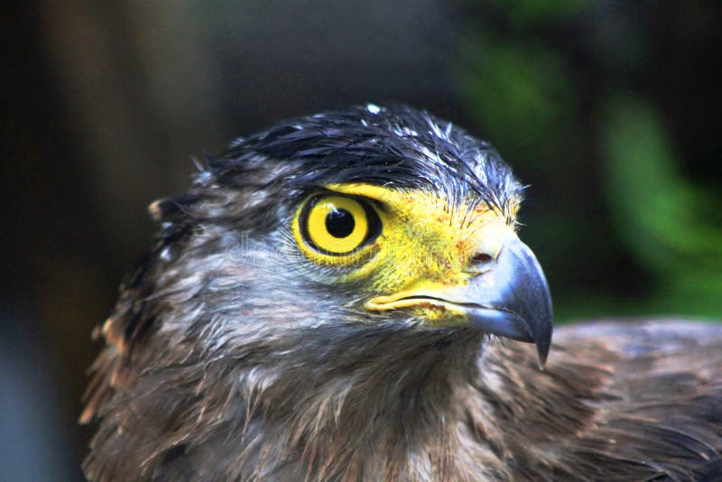 Hawk stock image. Image of pray, tooth, eagle, clae, fearce - 49939545