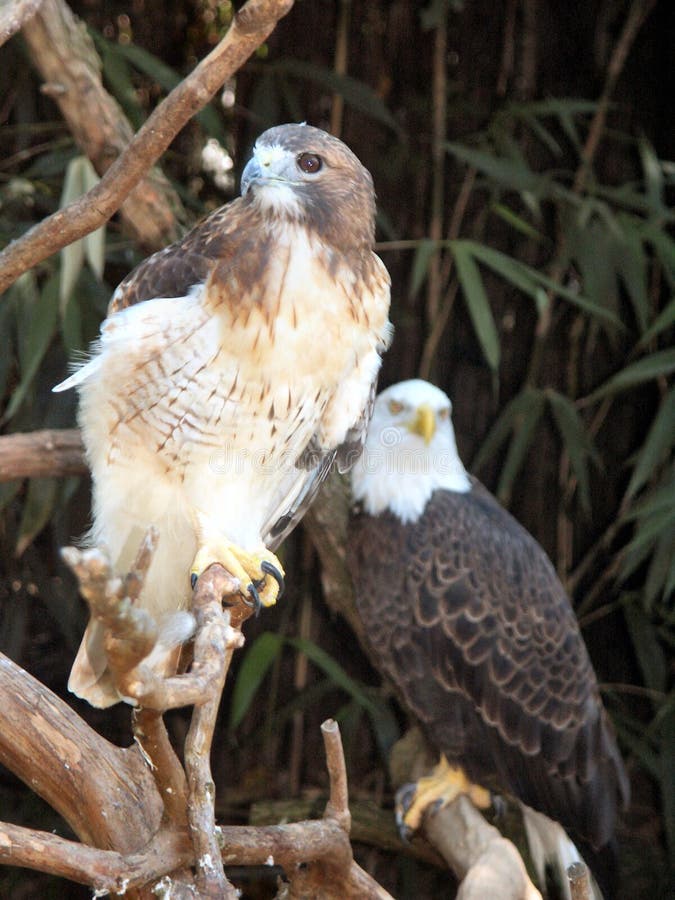 Hawk & Eagle stock image. Image of branches, beak, eagle - 218053