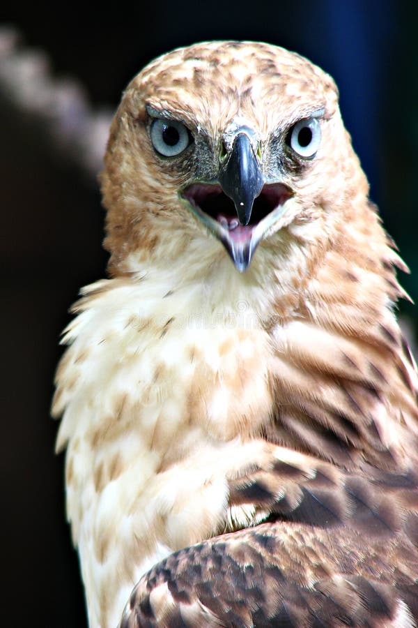 Hawk Eagle Fierce Portrait Royalty Free Stock Images - Image: 24419349